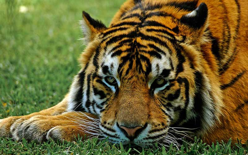 Tigers Endangered Tiger Facts And Information Tigers Endangered Tiger Facts And Information
